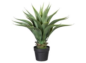 4064118075707 - Agave Höhe ca 570 mm im Kunststofftopf kaiserkraft