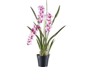 4064118185017 - Orchidee Cymbidie orientalis Kunststofftopf Höhe 800 mm Blattfarbe Rosa kaiserkraft