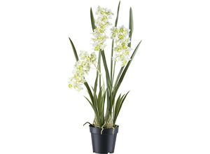 4064118185000 - Orchidee Cymbidie orientalis Kunststofftopf Höhe 800 mm Blattfarbe Weiß   Grün kaiserkraft