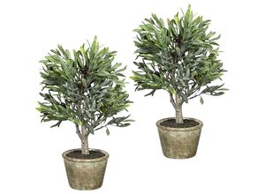 4064118074328 - Olivenbäumchen VE 2 Stk mit 7 Oliven Höhe 370 mm Naturtopf 115 x 85 mm kaiserkraft