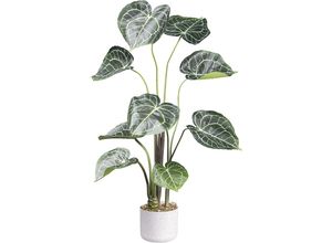 4064118110491 - Anthurium clarinervium Melamintopf Höhe 1000 mm kaiserkraft