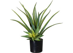 4064118076322 - Aloe im Kunststofftopf mit Erde Höhe ca 480 mm kaiserkraft
