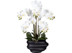 4003529918661 - Phalaenopsis real touch Höhe 750 mm weiß Kunststoffvase schwarz kaiserkraft