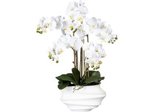 4003529918654 - Phalaenopsis real touch Höhe 750 mm weiß Kunststoffvase weiß kaiserkraft
