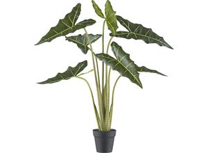 4064118188407 - Alocasia zebrina sarian Kunststofftopf Höhe 1000 mm kaiserkraft