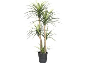 4064118110156 - Dracaena Kunststofftopf Höhe 1600 mm kaiserkraft