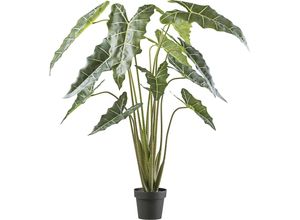 4064118188421 - Alocasia zebrina sarian Kunststofftopf Höhe 1600 mm kaiserkraft