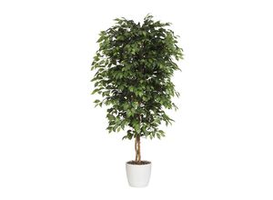 4003529940891 - Ficus benjamina Naturstamm mit Keramiktopf Höhe 1500 mm kaiserkraft