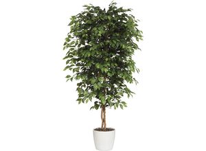 4003529894798 - Ficus benjamina Naturstamm mit Keramiktopf Höhe 1800 mm kaiserkraft