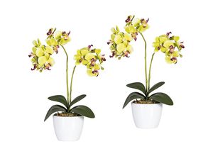 4003529401927 - Phalaenopsis im weißen Keramiktopf Höhe 500 mm VE 2 Stk Blüten grün kaiserkraft