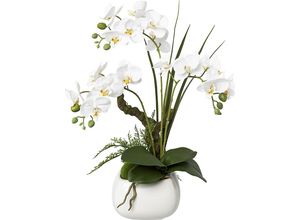 4061753241634 - Phalaenopsis real touch Höhe 460 mm Blüten weiß kaiserkraft
