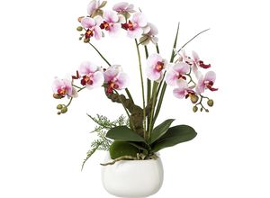4064118053927 - Phalaenopsis real touch Höhe 460 mm Blüten lila kaiserkraft