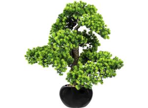 4003529915059 - Bonsai Lärche mit Kies im Keramiktopf schwarz Höhe 600 mm Topf 200 x 120 mm kaiserkraft