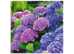 4057738379379 - Wandbild ARTLAND Hortensien im Garten Bilder Gr B H 30 cm x 30 cm Alu-Dibond-Druck Blumen quadratisch 1 St lila Bild Leinwandbild Kunstdrucke Bilder als Alubild Leinwandbild Wandaufkleber oder Poster in versch Größen