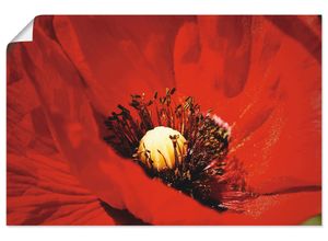 4059745688437 - Wandbild ARTLAND Roter Mohn Bilder Gr B H 30 cm x 20 cm Poster Blumen Querformat 1 St rot Bild Poster Bilder als Alubild Leinwandbild Wandaufkleber oder in versch Größen