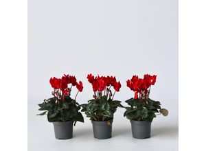 6097256270275 - Plant in a Box - Zyklame - 6 Stk - Cyclamen persicum Winfall Scarlet - Höhe 10-20cm - Topf 9cm 6097256270275 - Plant in a Box - Zyklame - 6 Stk - Cyclamen persicum Winfall Scarlet - Höhe 10-20cm - Topf 9cm