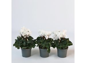 6097254982941 - Plant in a Box - Zyklame - 6 Stk - Cyclamen persicum Metis White - Höhe 10-20cm - Topf 9cm 6097254982941 - Plant in a Box - Zyklame - 6 Stk - Cyclamen persicum Metis White - Höhe 10-20cm - Topf 9cm