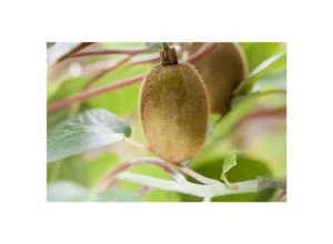 4063654241256 - Actinidia chinensis Hayward Kiwi 60–100 cm