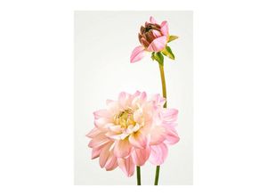 4055065151682 - Bild KOMAR Dahlia bunt (farbe bild(er) bunt) B50cm H70cm Holz Papier Bilder Wandbild zur Dekoration - ohne Rahmen 4055065151682 - Bild KOMAR Dahlia bunt (farbe bild(er) bunt) B50cm H70cm Holz Papier Bilder Wandbild zur Dekoration - ohne Rahmen