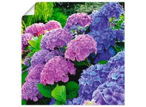 4057738317470 - Wandbild ARTLAND Hortensien im Garten Bilder Gr B H 70 cm x 70 cm Poster Blumen quadratisch 1 St lila Bild Leinwandbild Kunstdrucke Bilder als Alubild Leinwandbild Wandaufkleber oder Poster in versch Größen