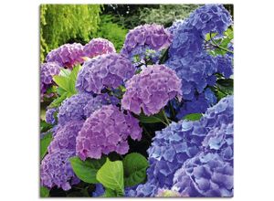 4057738315933 - Wandbild ARTLAND Hortensien im Garten Bilder Gr B H 30 cm x 30 cm Leinwandbild Blumen quadratisch 1 St lila Bild Leinwandbild Kunstdrucke Bilder als Alubild Leinwandbild Wandaufkleber oder Poster in versch Größen
