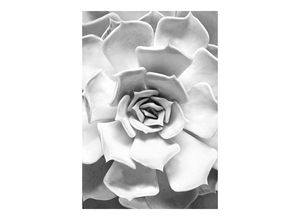 4055065151262 - KOMAR Poster Succulent Closeup Bilder Kinderzimmer Schlafzimmer Wohnzimmer Gr B H 50 cm x 70 cm Pflanzen-Blätter 1 St bunt Poster