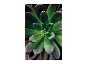 4055065151187 - KOMAR Poster Succulent Single Bilder Kinderzimmer Schlafzimmer Wohnzimmer Gr B H 40 cm x 50 cm Pflanzen-Blätter 1 St bunt Poster