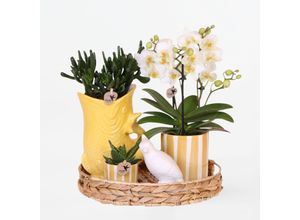 8721278902651 - Plant in a Box - Geschenkset Orchidee Yellow XL - Phalaenopsis - Höhe 35cm