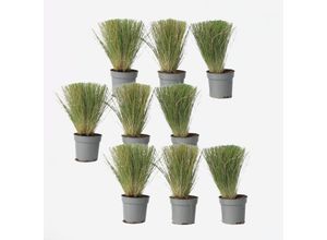 8721278902873 - Plant in a Box - Federgras - 18 Stk - Stipa tenuifolia Pony Tails - Höhe 20-30cm - Topf 9cm