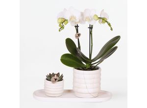 8721278902576 - Plant in a Box - Geschenkset Orchidee Marble S - Phalaenopsis - Höhe 30cm