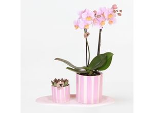 8721278902590 - Plant in a Box - Geschenkset Orchidee Pink S - Phalaenopsis - Höhe 30cm