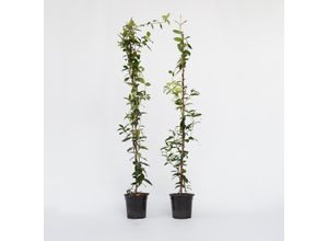 8721278902972 - Plant in a Box - Sternjasmin - 8 Stk - Trachelospermum jasminoides - Höhe 110-120cm - Topf 17cm