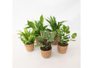 8721278903030 - Plant in a Box - Luftreinigende Zimmerpflanzen - 5 Stk - Inklusive Korb - Höhe 25-40cm - Topf 12cm