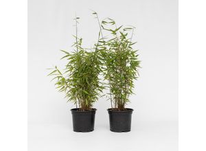 8721278902910 - Plant in a Box - Bambus - 12 Stk - Fargesia nitida Red Dragon - Höhe 60-80cm - Topf 17cm