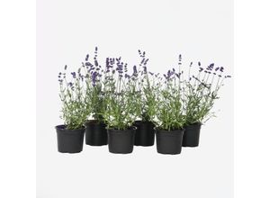 8721278902866 - Plant in a Box - Lavendelpflanzen - 36 Stk - Lavandula angustifolia - Höhe 10-15cm - Topf 11cm