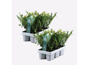 8721278902842 - Plant in a Box - Japanische Stechpalme - 48 Stk - Ilex crenata Jenny - Höhe 10-20cm - Topf 9cm