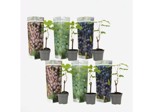 8721278902989 - Plant in a Box - Traubenpflanze - 24 Stk - Vitis vinifera - Höhe 25-40cm - Topf 9cm