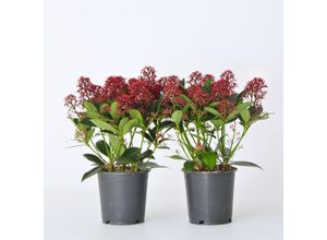 7428479194151 - Plant in a Box - Skimmie - 2 Stk - Skimmia japonica Rubella - Höhe 35-45cm - Topf 15cm
