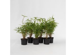 8721278902897 - Plant in a Box - Bambus - 18 Stk - Fargesia rufa - Höhe 25-40cm - Topf 13cm
