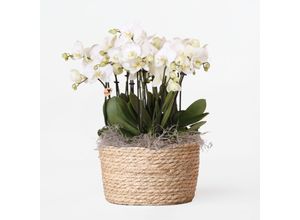 8721278902613 - Plant in a Box - Orchidee im weißen Korb - Phalaenopsis - Höhe 40–50cm - Topf 28cm