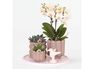8721278902637 - Plant in a Box - Geschenkset Orchidee White Tray XL - Phalaenopsis - Höhe 35cm
