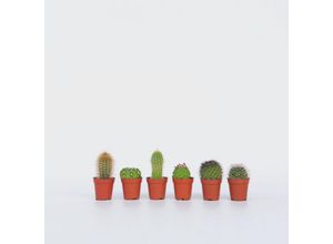 8721278903023 - Plant in a Box - Mini Kakteen - 60 Stk - Cactus - Höhe 5-10cm - Topf 6cm