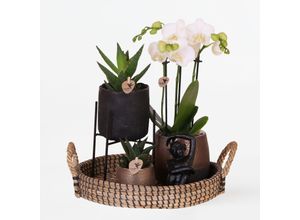 8721278902620 - Plant in a Box - Geschenkset Orchidee Copper XL - Phalaenopsis - Höhe 35cm