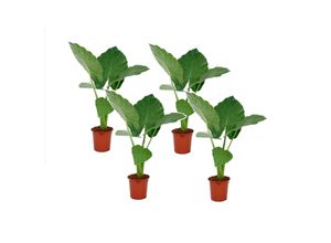 7428479024120 - Plant in a Box - Alokasie - 4 Stk - Alocasia Macrorrhizos - Höhe 60-70cm - Topf 17cm