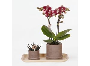 8721278902569 - Plant in a Box - Geschenkset Orchidee Cocktail S - Phalaenopsis - Höhe 30cm