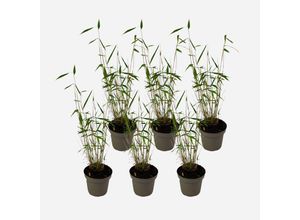 8721278902927 - Plant in a Box - Bambus - 18 Stk - Fargesia papyrifera Blue Dragon - Höhe 30-40cm - Topf 13cm