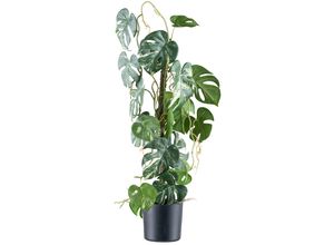 4064118242208 - Kunstpflanze CREATIV GREEN Philodendron varigata grün (grünweiß) H66cm Kunststoff Kunstpflanzen mit verschlungenem Stamm