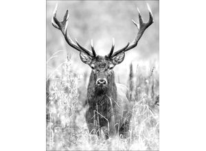 4019449464768 - Keilrahmenbild GREY DEER HEAD (BHT 77x57x2 cm) PRO ART
