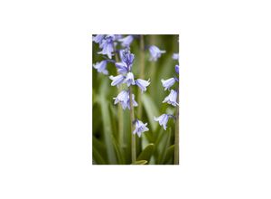 4063654258131 - Hyacinthoides hispanica Spanisches Hasenglöckchen blau ca 9x9 cm Topf