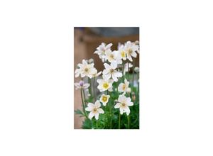 4063654256113 - Anemone multifida Annabella White weiß ca 9x9 cm Topf